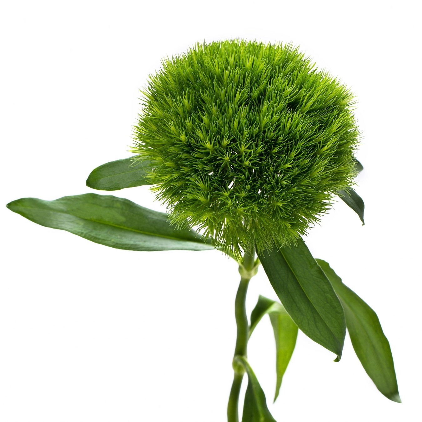 DIANTHUS GREEN TRICK